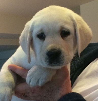 Cold Creek Farms Labradors Oregon Coldcreek Farms Day Dream