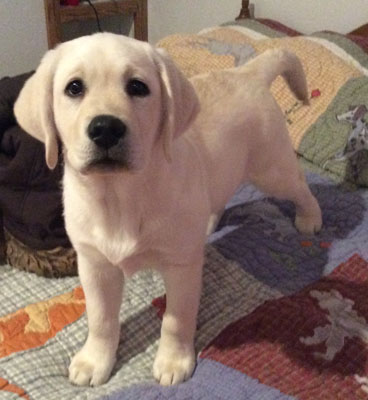 Cold Creek Farms Labradors Oregon Coldcreek Farms Day Dream